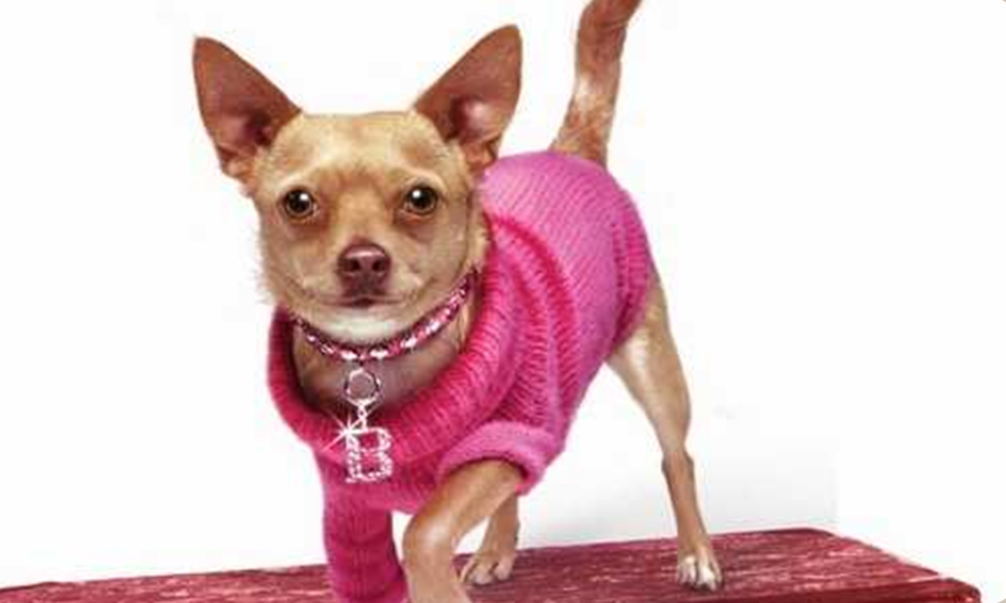 Happy Halloween! Legal-Themed Costumes for You and Your Pet | Thomas J ...